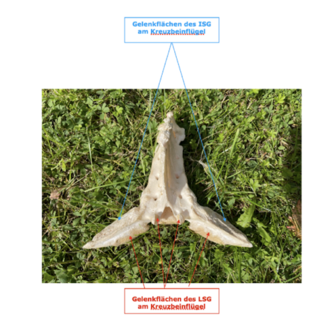 Das Lumbosacralgelenk des Pferdes