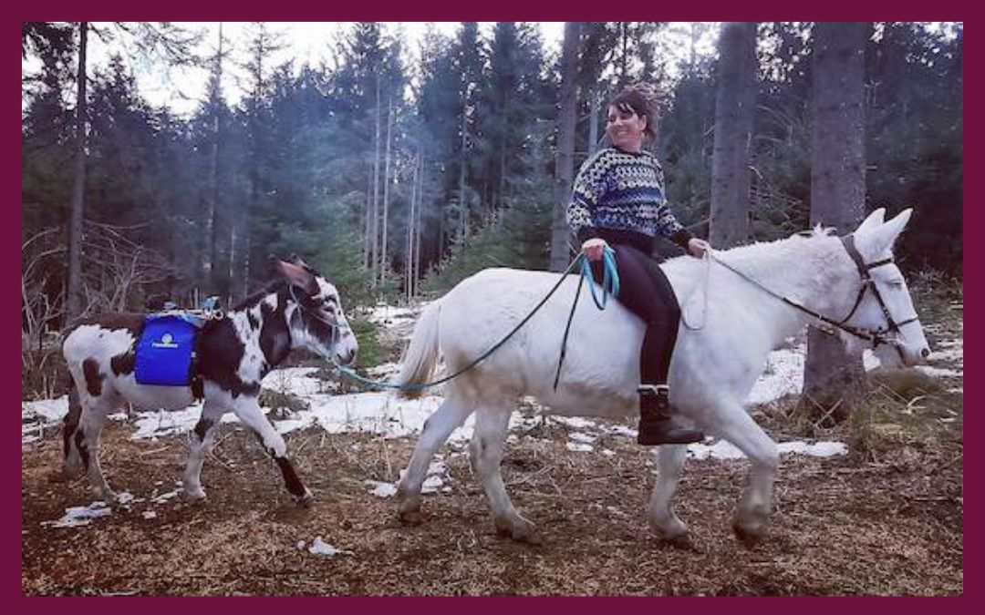 Pferd ️ Muli ️ Esel – Gemeinsamkeiten und Unterschiede